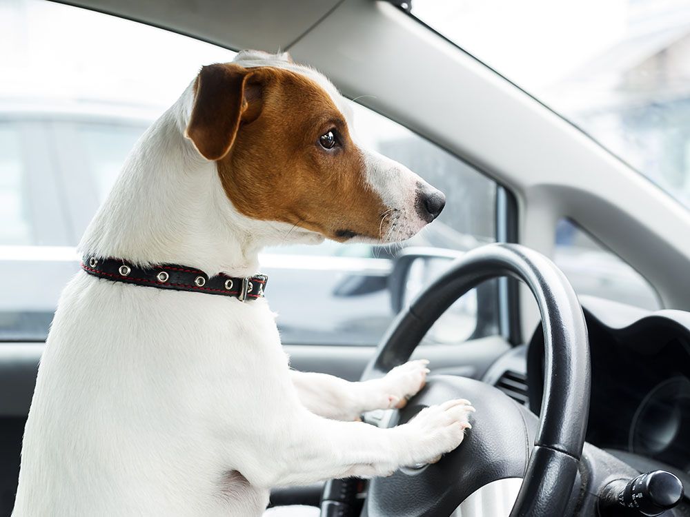 Suspected DUI driver tries to trade places with dog to avoid arrest ...