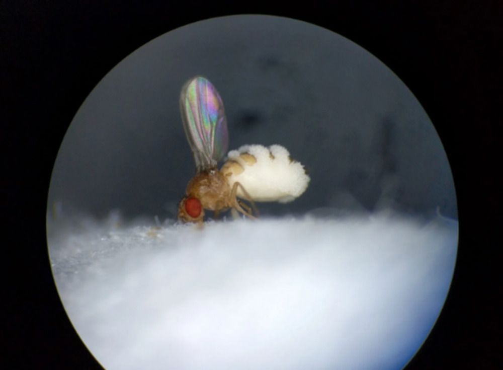 Fungus turns flies into zombies that die striking a peculiar pose ... Fungus turns flies into zombies that die striking a peculiar pose ...