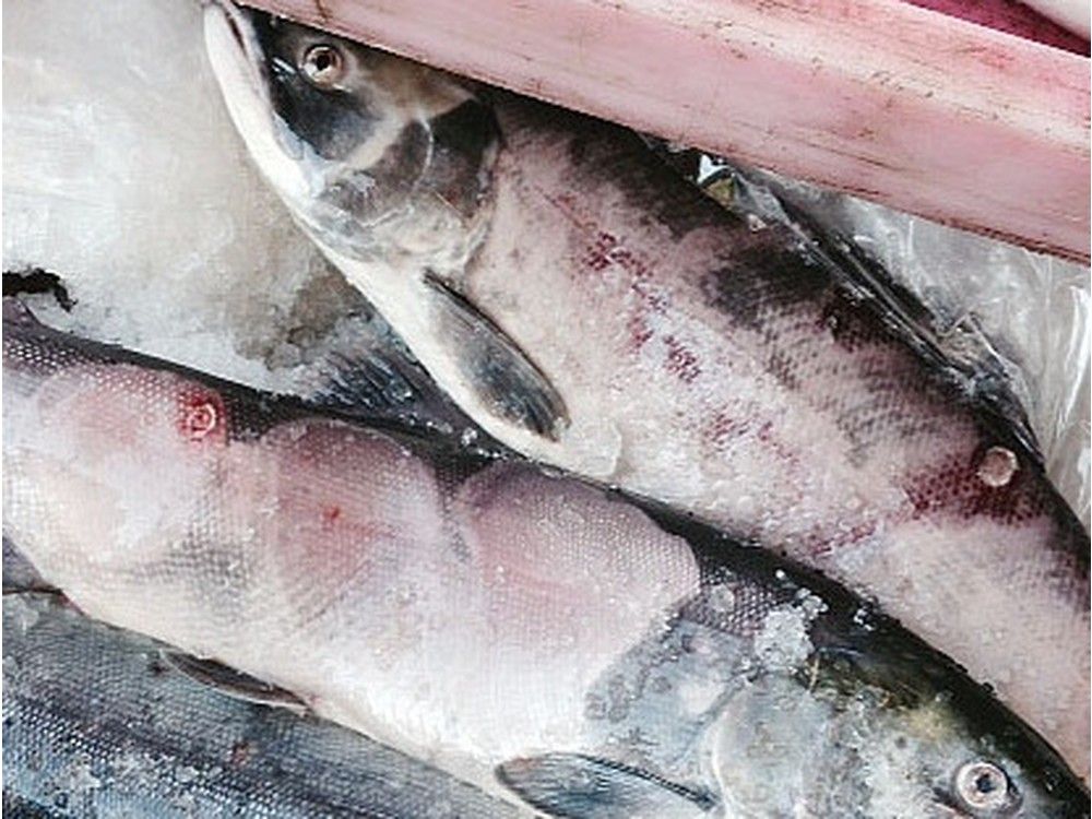 The Vampire Fish Swims Up Store | emergencydentistry.com