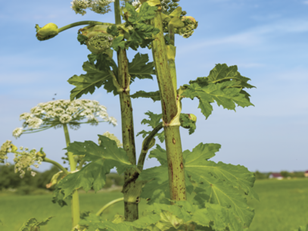 Giant hogweed: What to know about invasive plant that blinds and burns ...