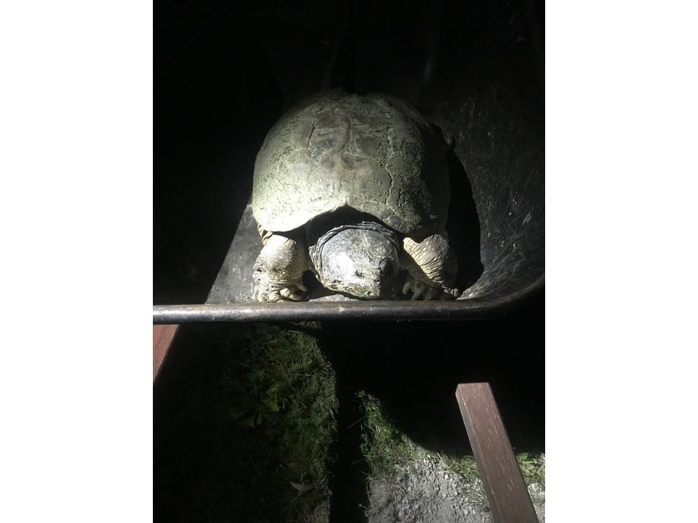 125-year-old snapping turtle found dead in 'unexpected' location ...