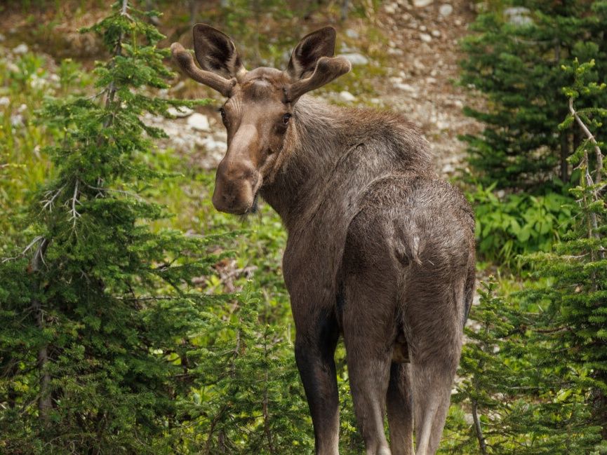Moose charges, head-butts and stomps on woman walking her dog ...