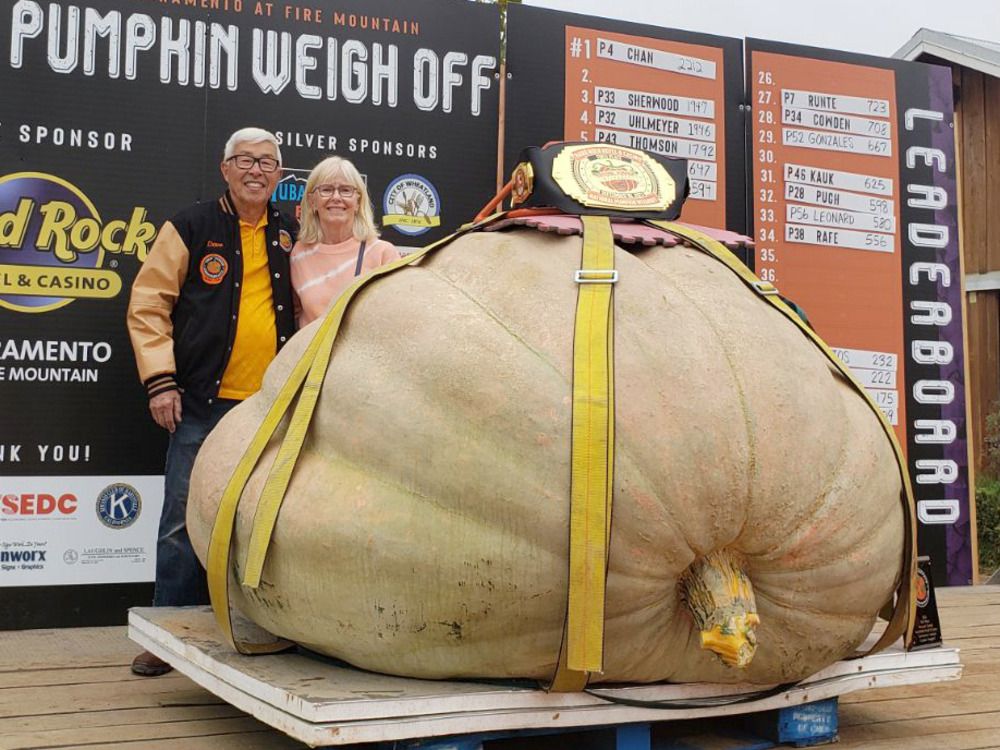 BC-grown pumpkin wins California weigh-off tipping scales at 1,003 kgs ...