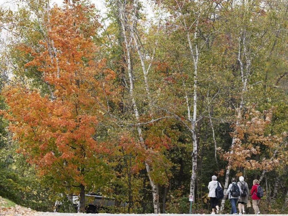 Canada's dramatic summer weather has altered the fall colours this year ...