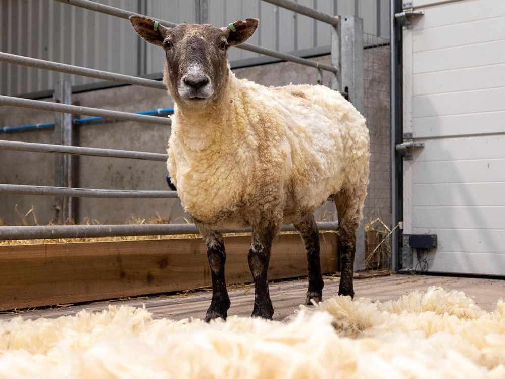 How the world's loneliest sheep captured the hearts of the world ...