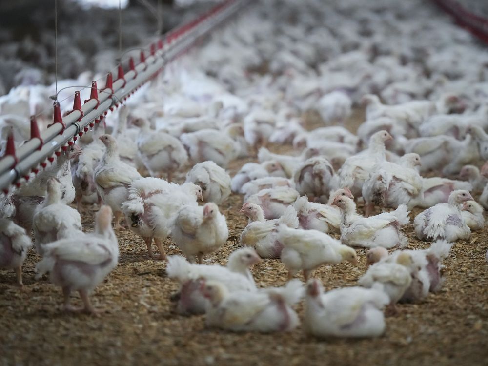 Fear of avian flu descends on B.C. farms as millions of chickens are ...