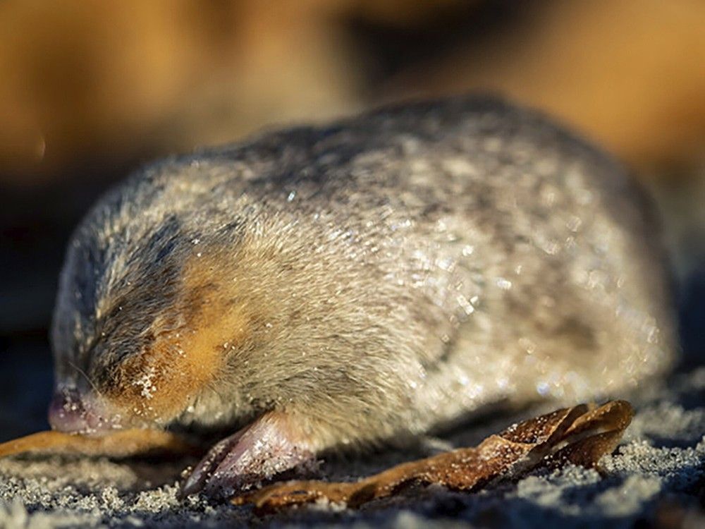 Golden mole not seen for 80 years and presumed extinct is still alive ...