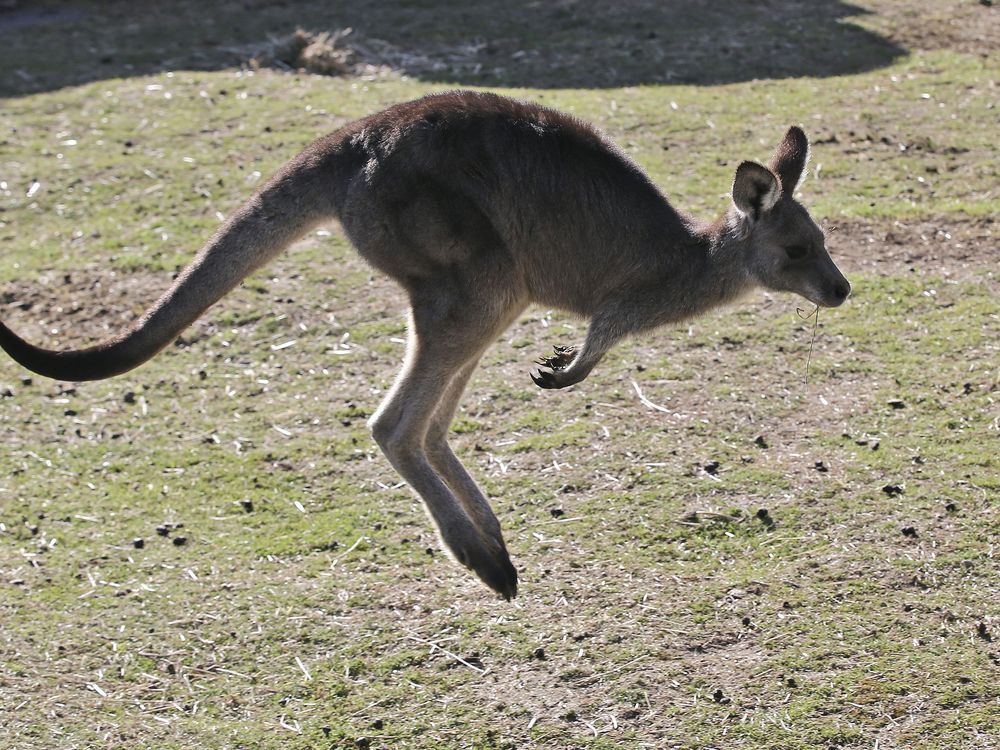 Fugitive kangaroo evades capture near Toronto | National Post