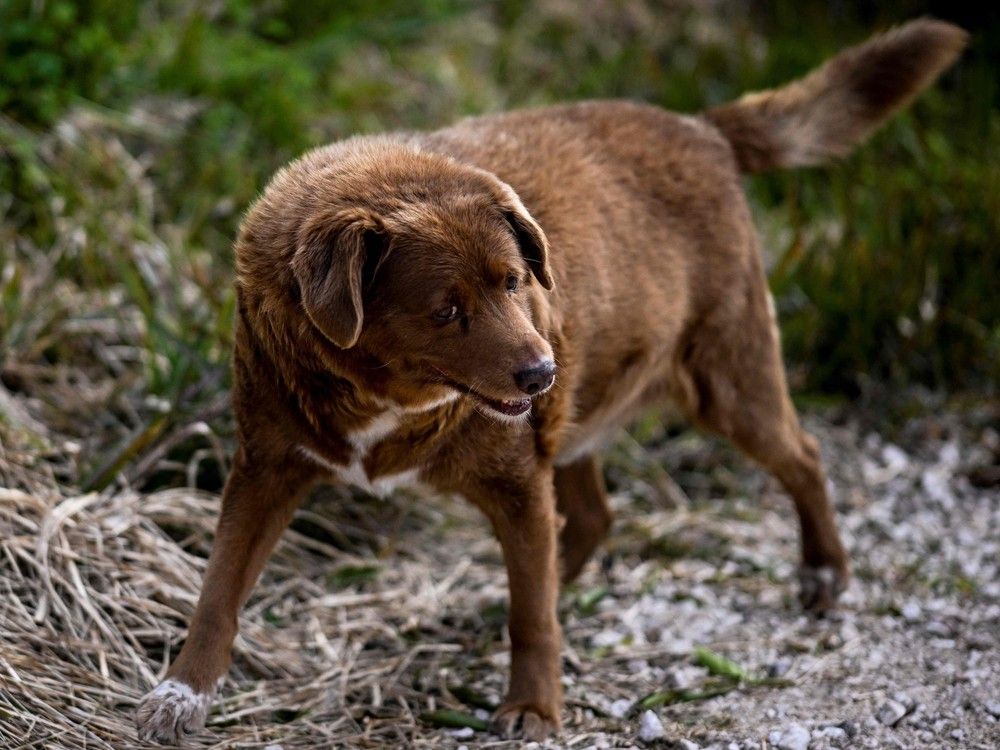 Bobi loses Guinness Record of oldest dog ever after an inquiry ...