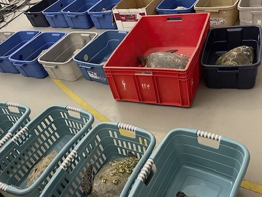 Scores of North Carolina sea turtles have died after being stunned by ...
