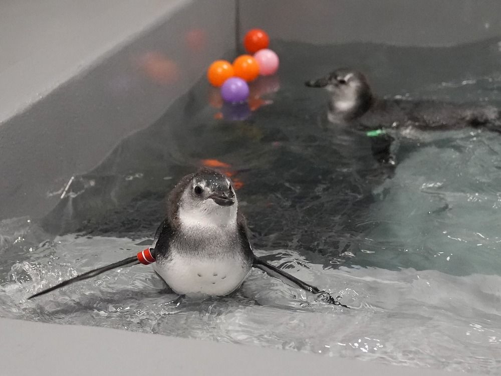 Ten chicks a-hatching as science museum witnesses penguin baby boom ...