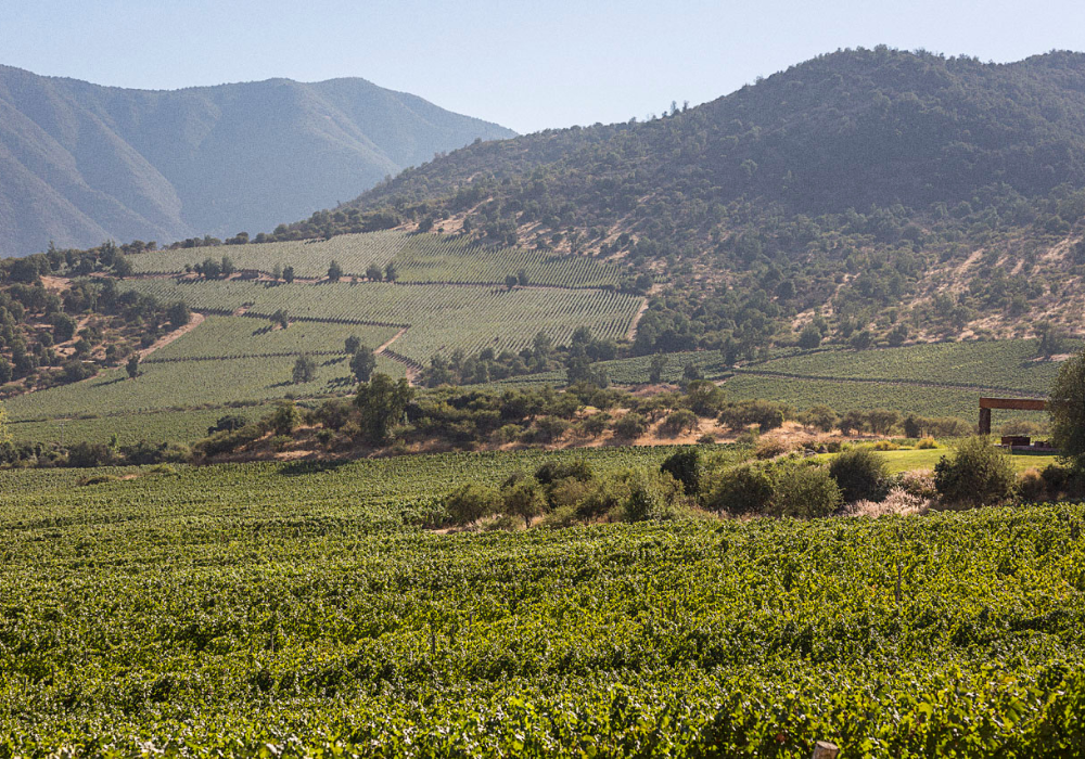 Altair: An iconic wine that brings out the best of the Cachapoal Andes ...