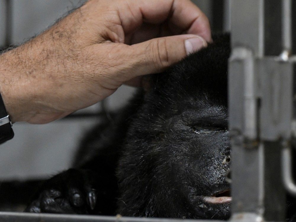 It's so hot in Mexico that howler monkeys are falling dead from trees ...