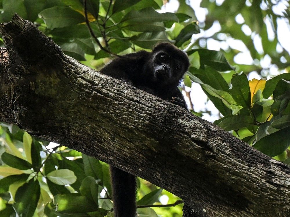 It's so hot in Mexico that howler monkeys are falling dead from trees ...