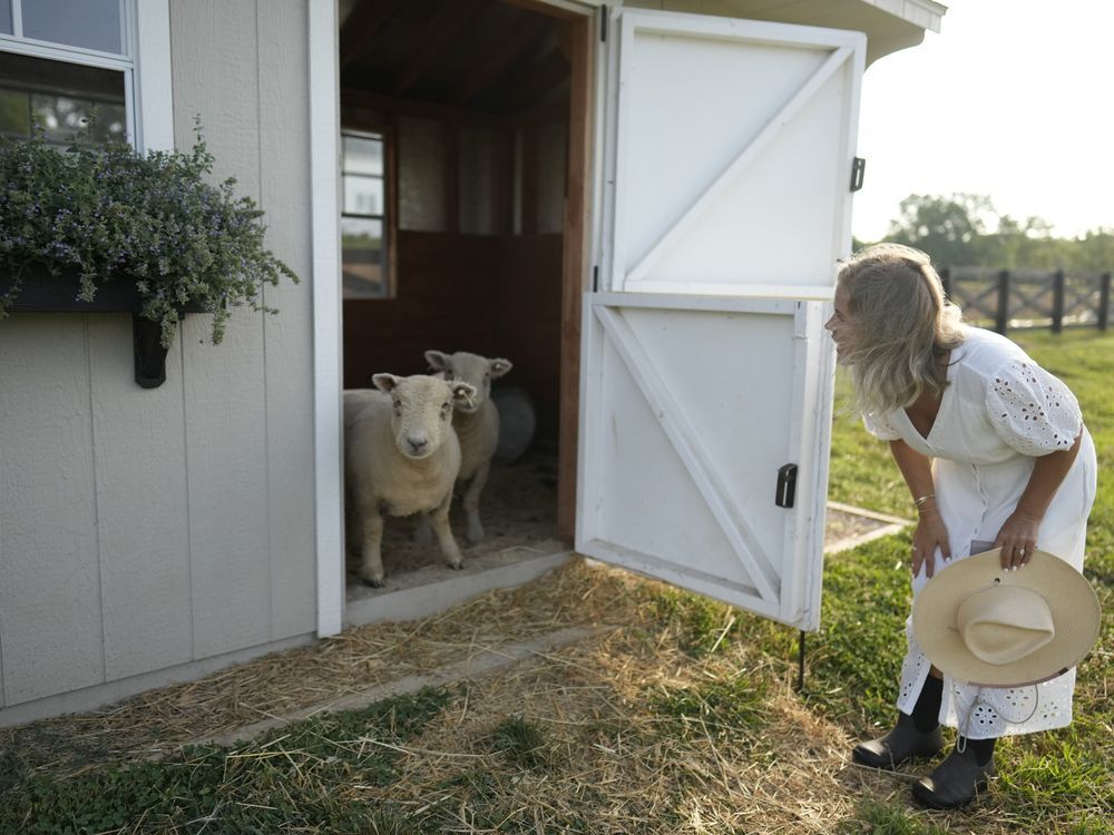 Mini farm animals are adorable. There’s also a growing demand for them ...