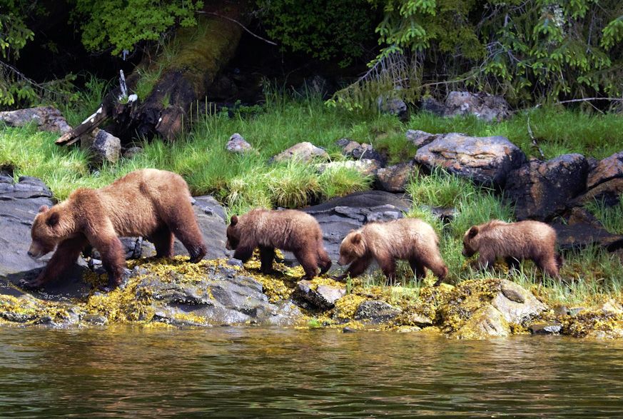 Oh Canada! A bucket list journey to the Valley of the Grizzly ...
