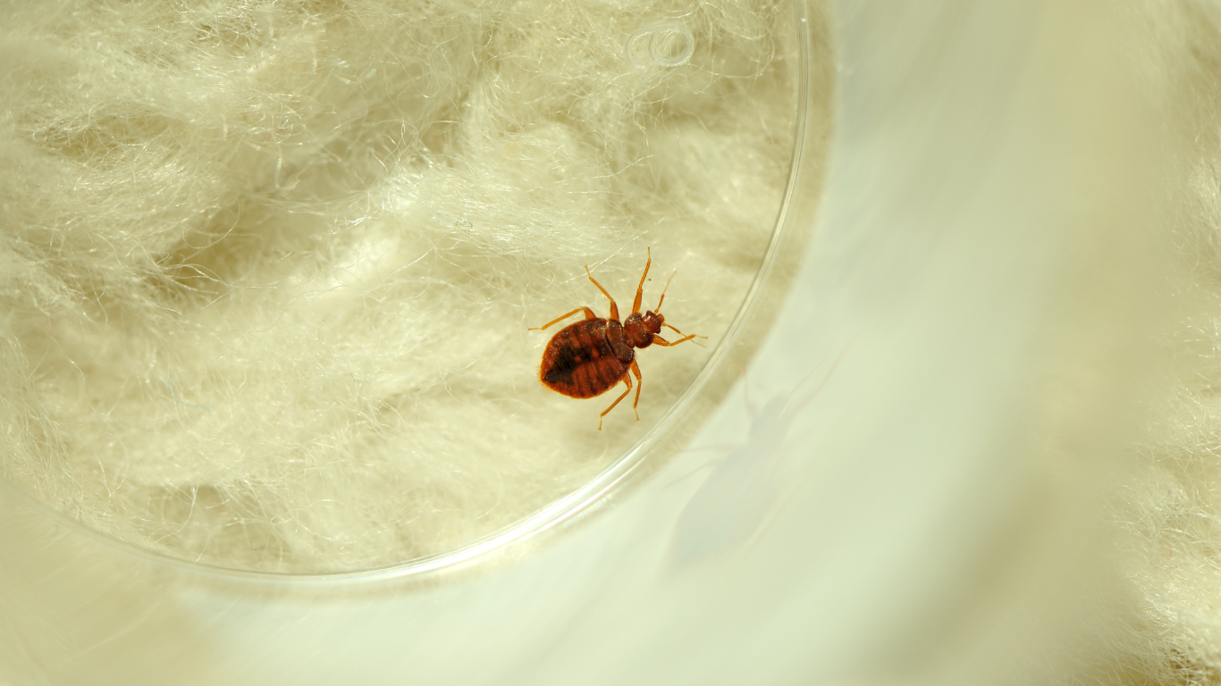 Winning the war on bed bugs without chemical weapons | National Post