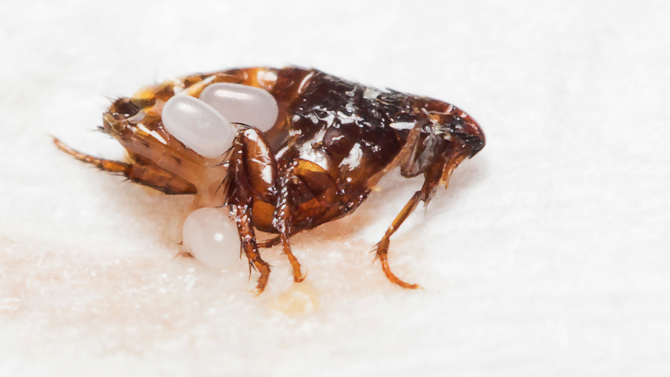 Winning the war on bed bugs without chemical weapons | National Post