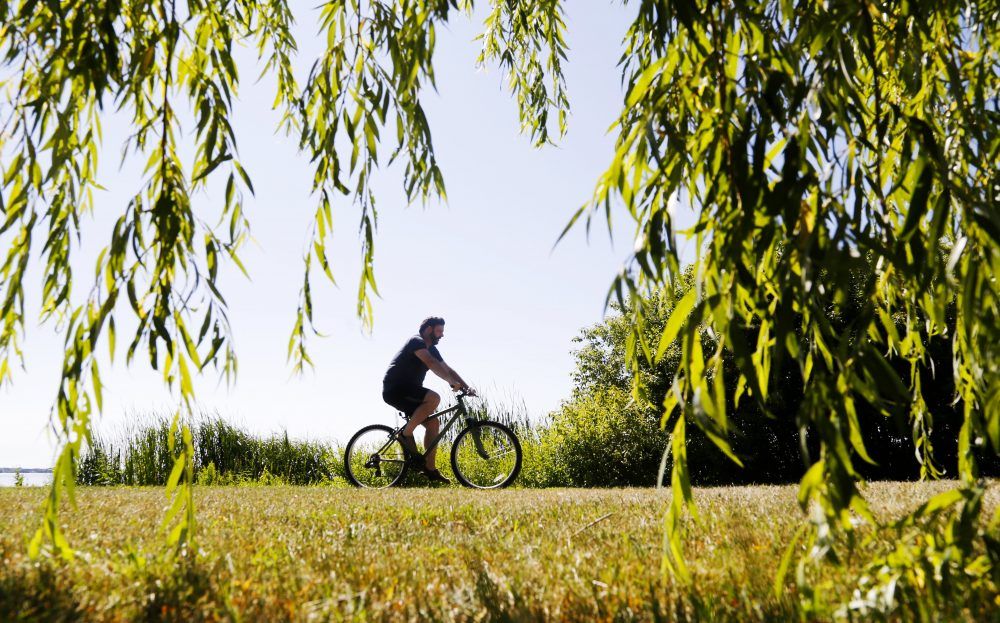 Brantford looks at planting new willow tree in popular park | Brantford ...