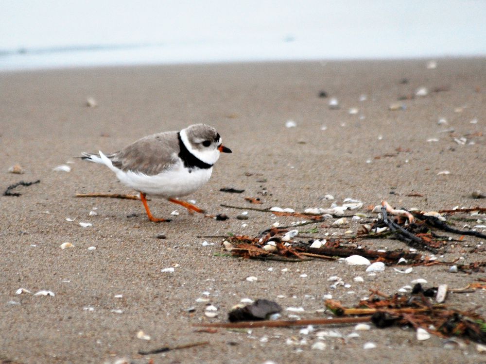 Third court loss for town in Sauble plover habitat case | Owen Sound ...