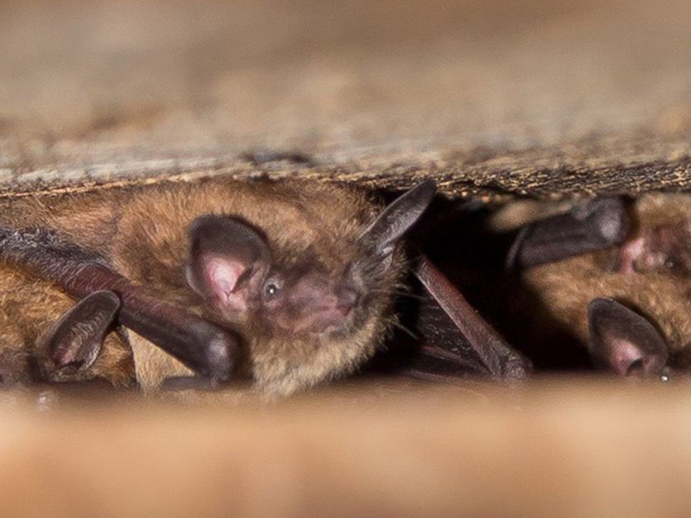 Bat from Grey-Bruce tests positive for rabies | Owen Sound Sun Times