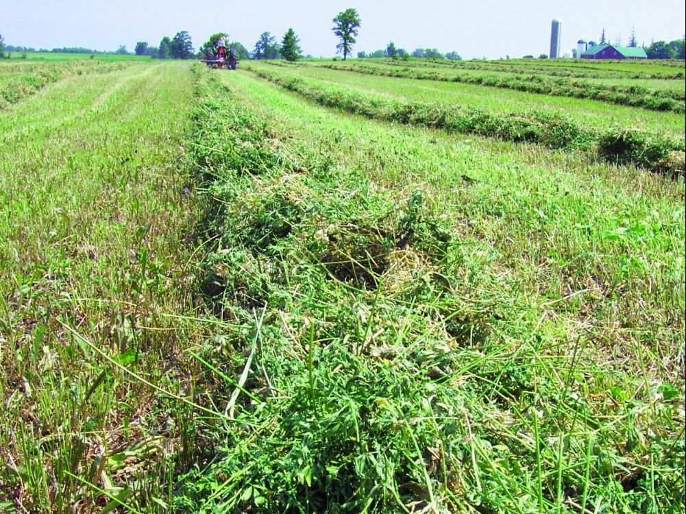 Forage Expo returns | Ontario Farmer
