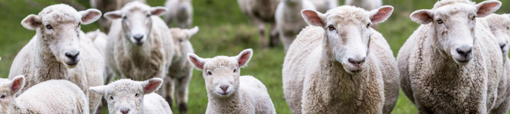 Marketing of sheep products topic of district meeting with Farm ...