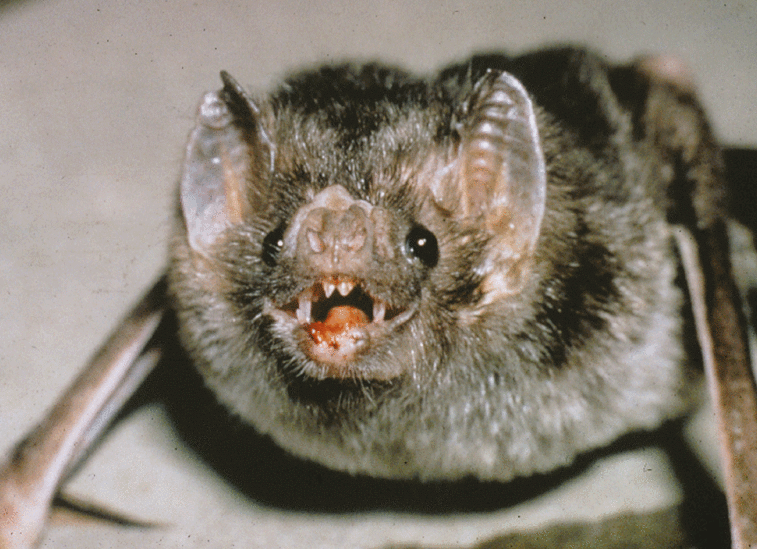 Health unit warns about bats and rabies | Pembroke Observer