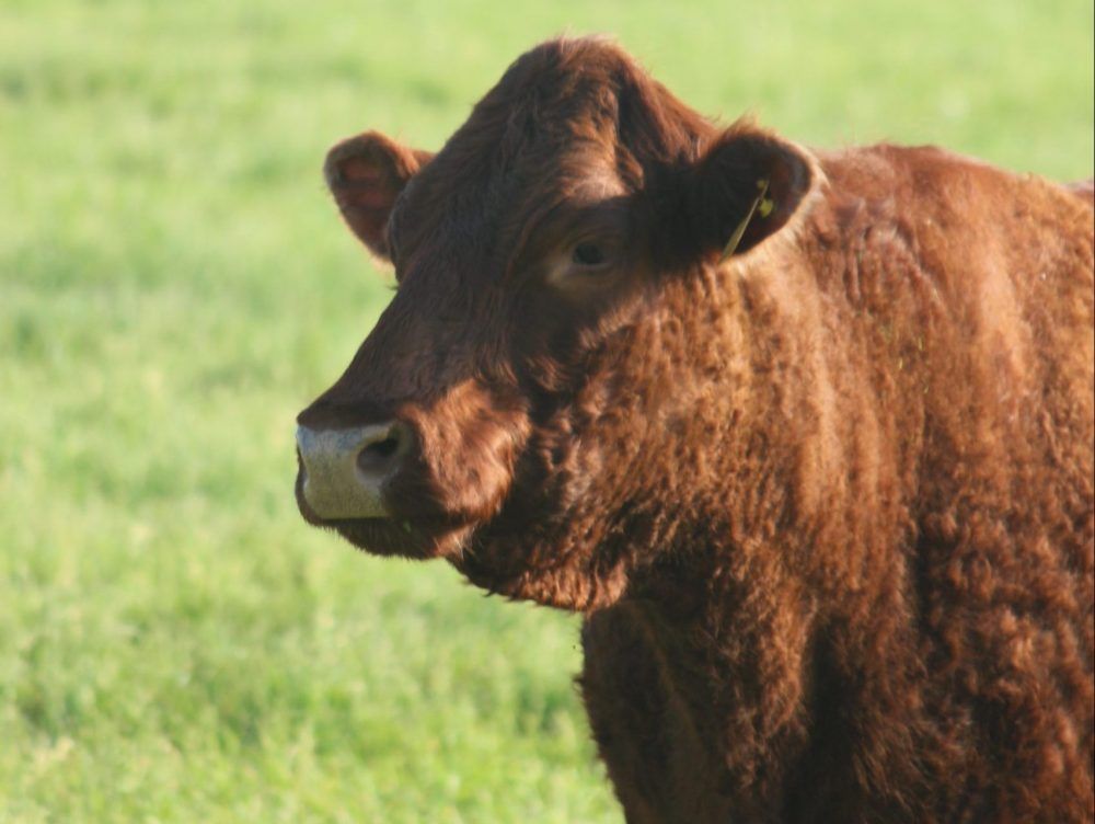 Beef packers drowning in red ink | Ontario Farmer
