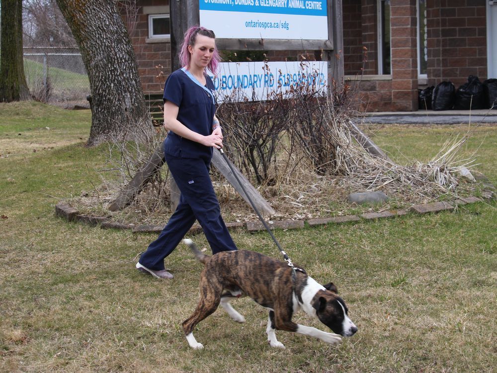 Adoptions resume at OSPCA SD&G Animal Centre in Cornwall | Cornwall ...