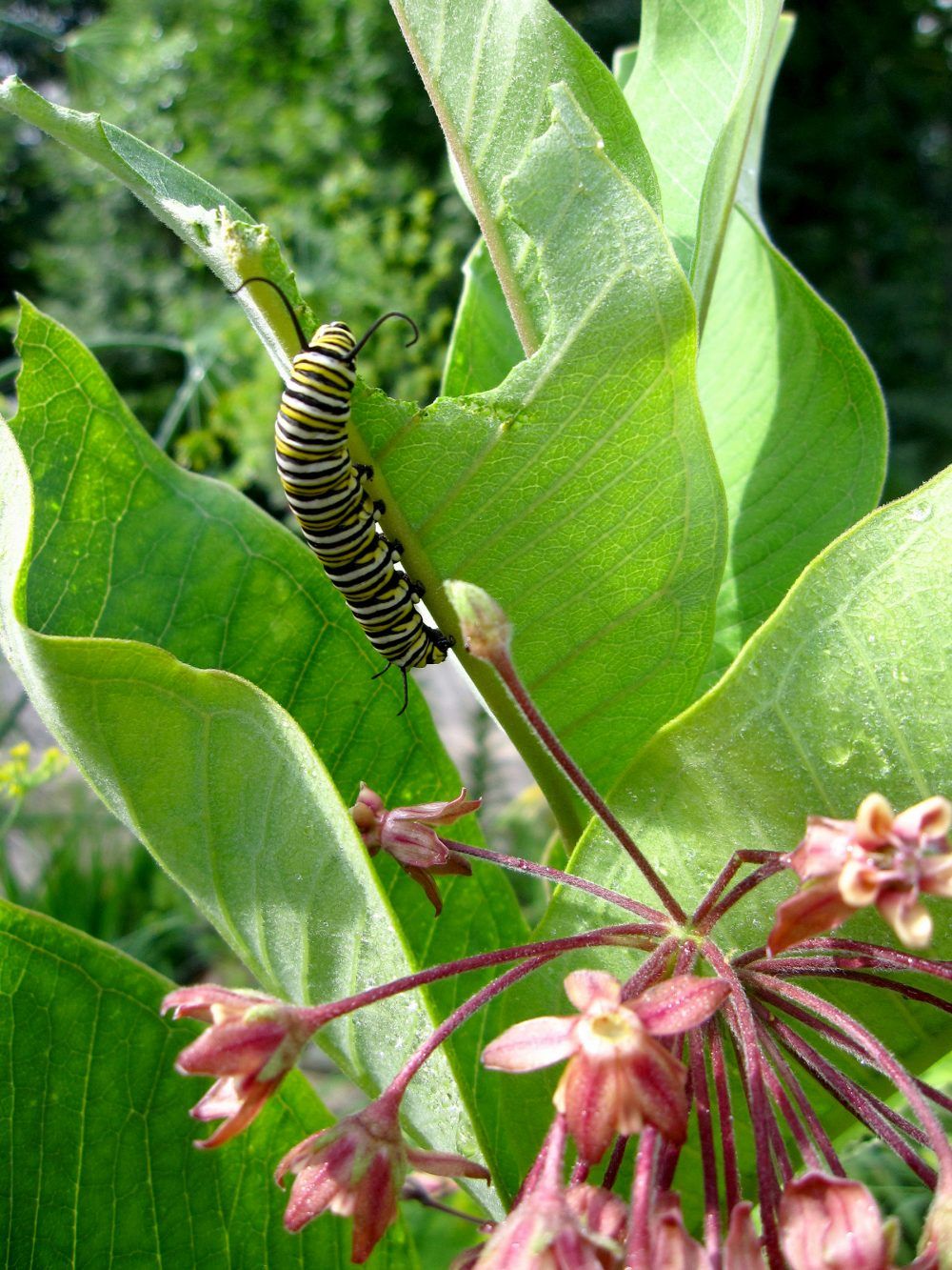 Enhancing the ‘pollinator corridor’ | Ontario Farmer