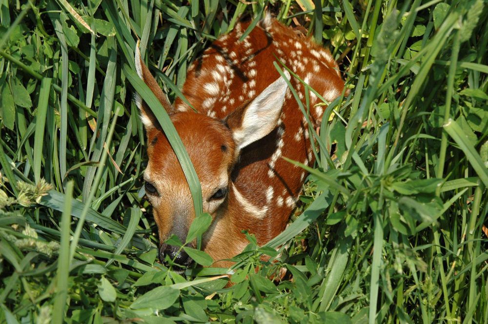 Salthaven Patient of the month: Learn clues to know if fawn hidden by ...