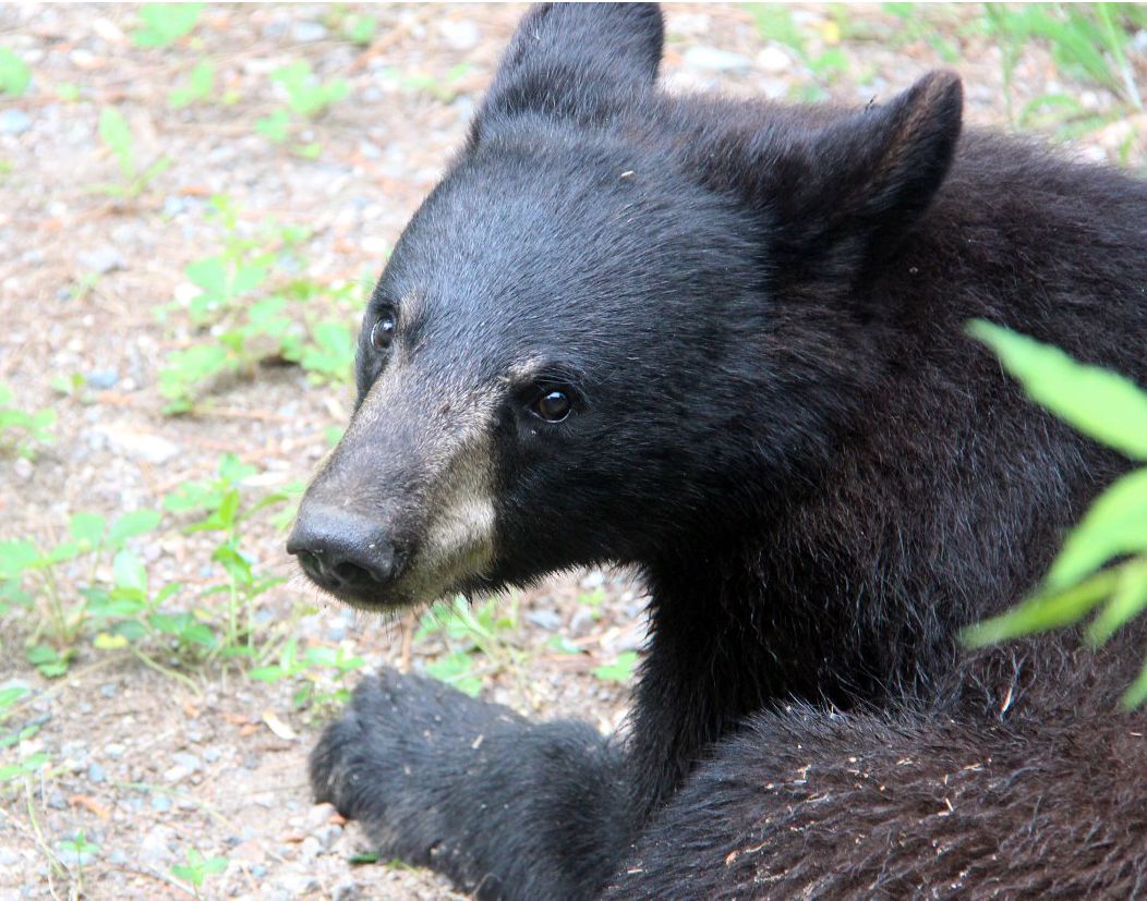 'Beary' special visitor | Sault Star