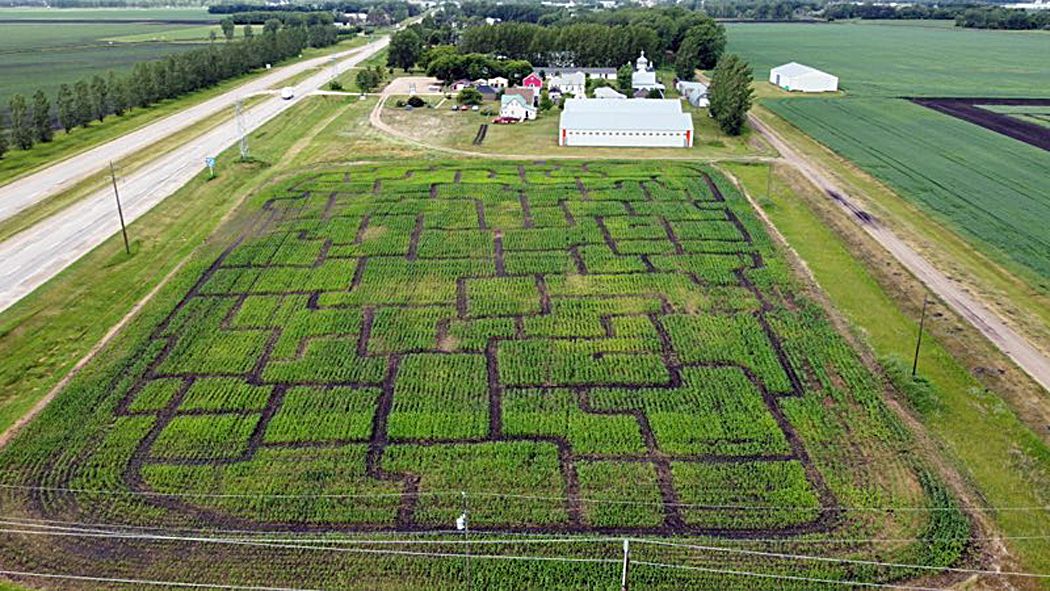 Fort la Reine bringing corn maze to Portage | The Graphic Leader
