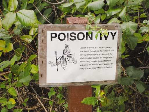THE LIVEWELL: You can still get poison ivy in the fall | Kenora Miner