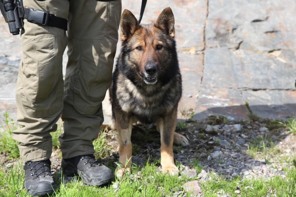 K9 Recon wins hide and seek | Sudbury Star