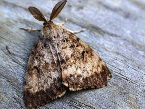 Quinte West countering gypsy moth invasion with public help ...