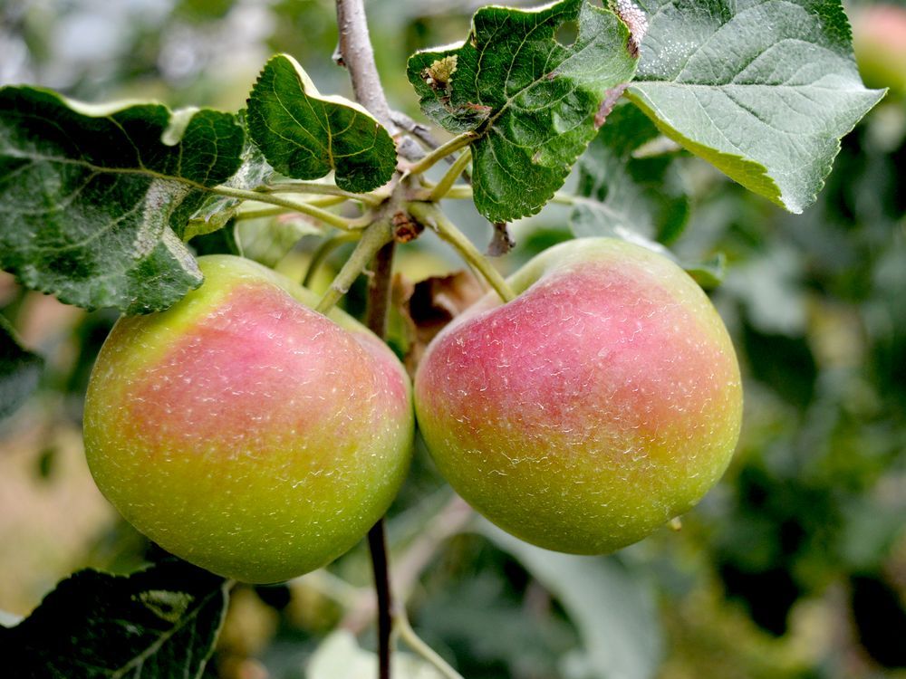 September events to celebrate apple harvest in Sudbury area | The ...