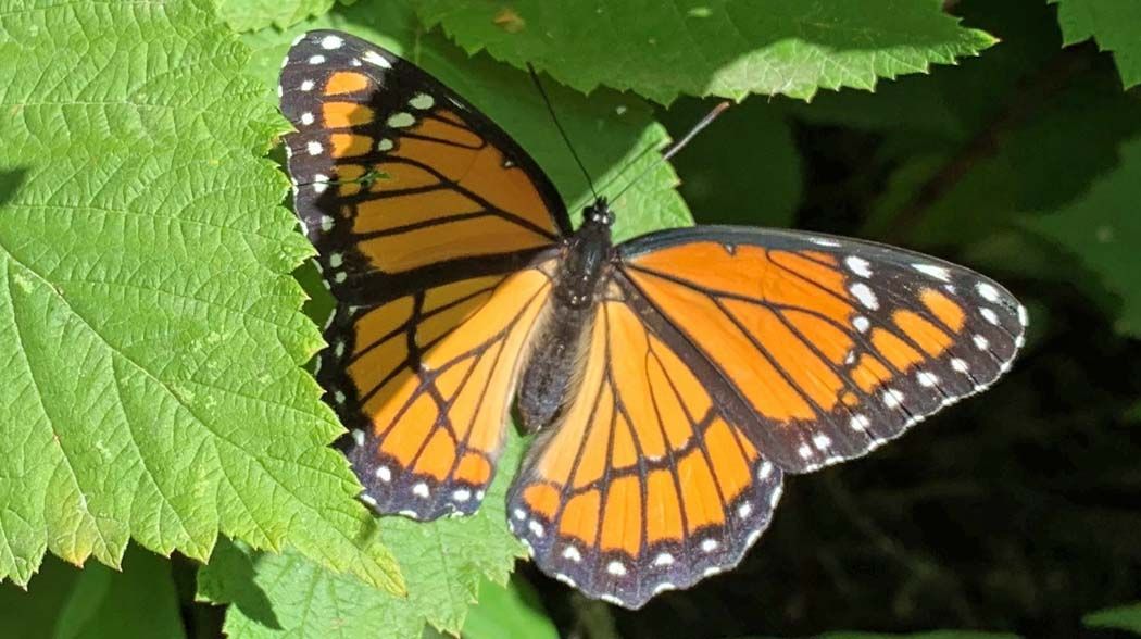Incredible Creatures - Viceroy Butterflies: Masters of Mimicry | The ...