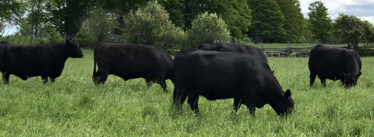 Mount Forest meat plant gets new owner, big plans | Ontario Farmer