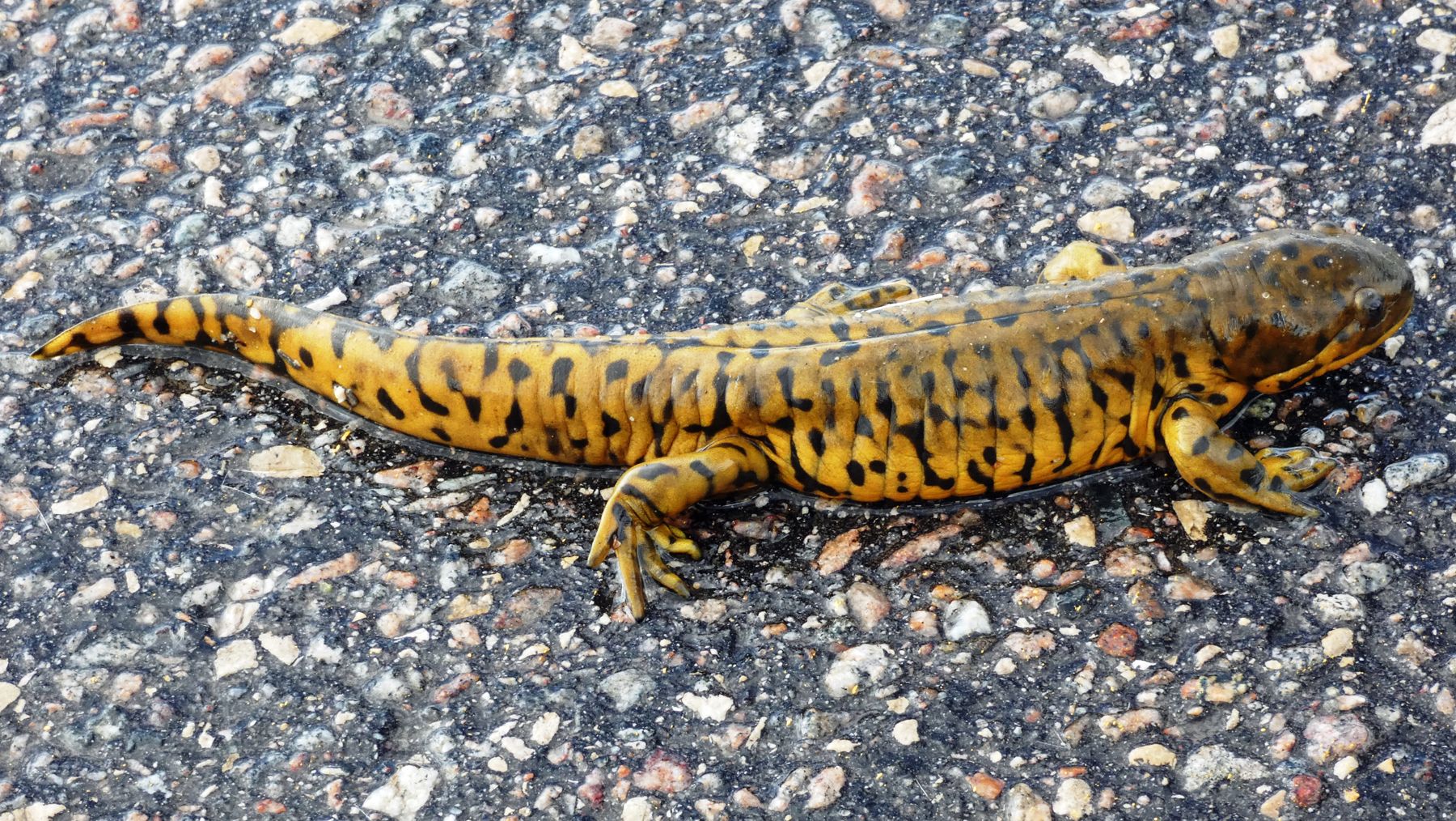 Incredible Creatures: Tigers in Town | The Graphic Leader