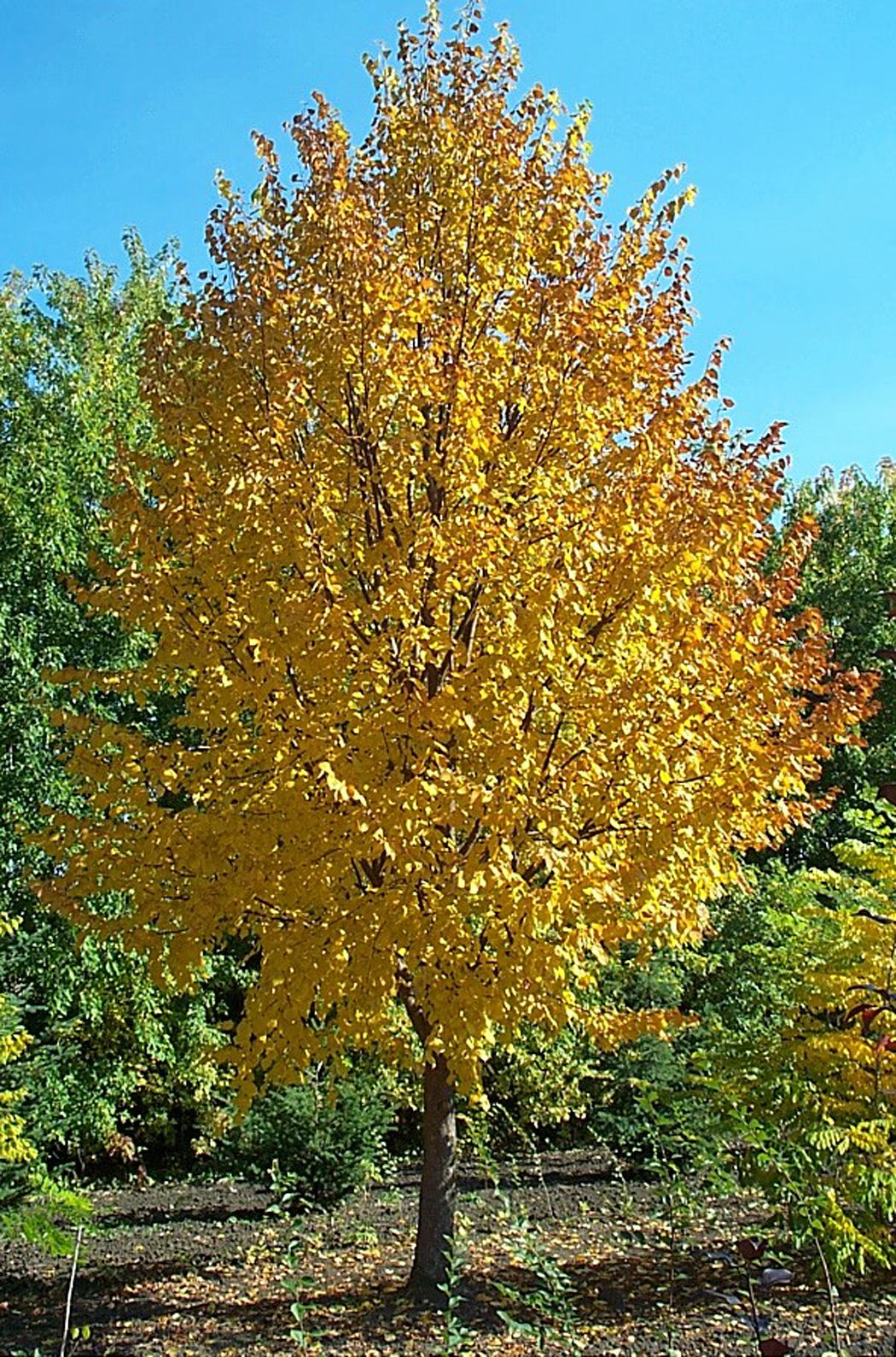 Singing Gardener: Carrion flower, tall trees in Portage | The Graphic ...