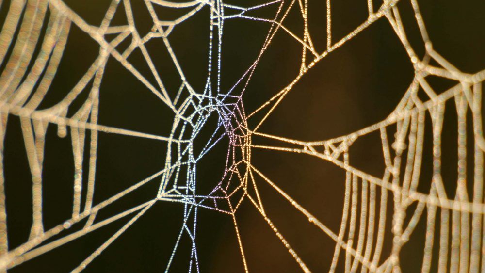 Naturally Yours: Story behind the spider strands | The Peace Country Sun