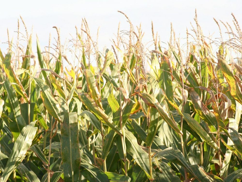 Korn for Kids curtailed | Kenora Miner