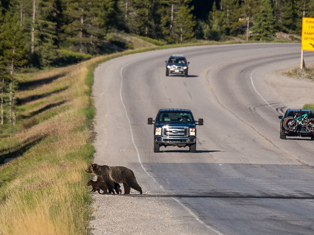 Female grizzly hit and killed by CP train on tracks in Banff National ...