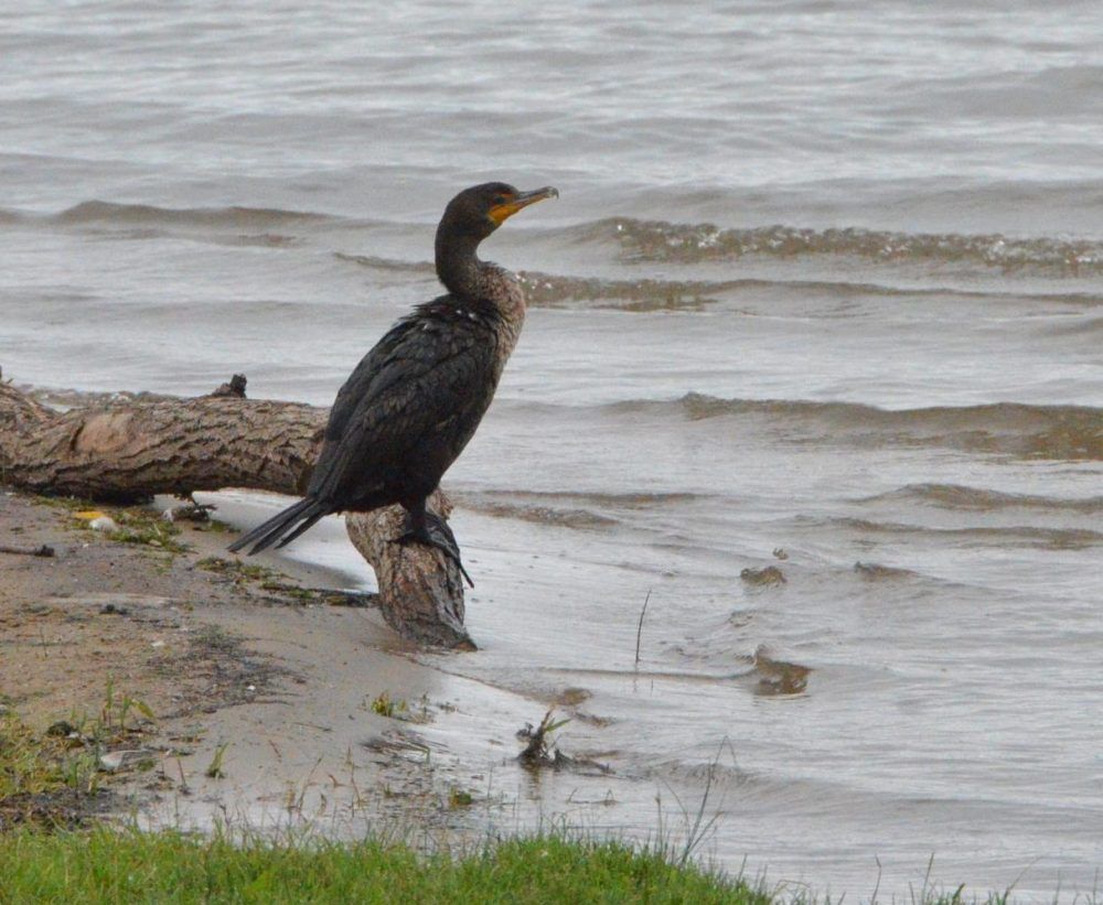 Ontario's cormorant hunt evokes praise, concern locally | Owen Sound ...