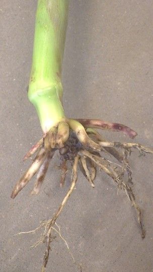 Corn rootworm resistance increasing | Ontario Farmer