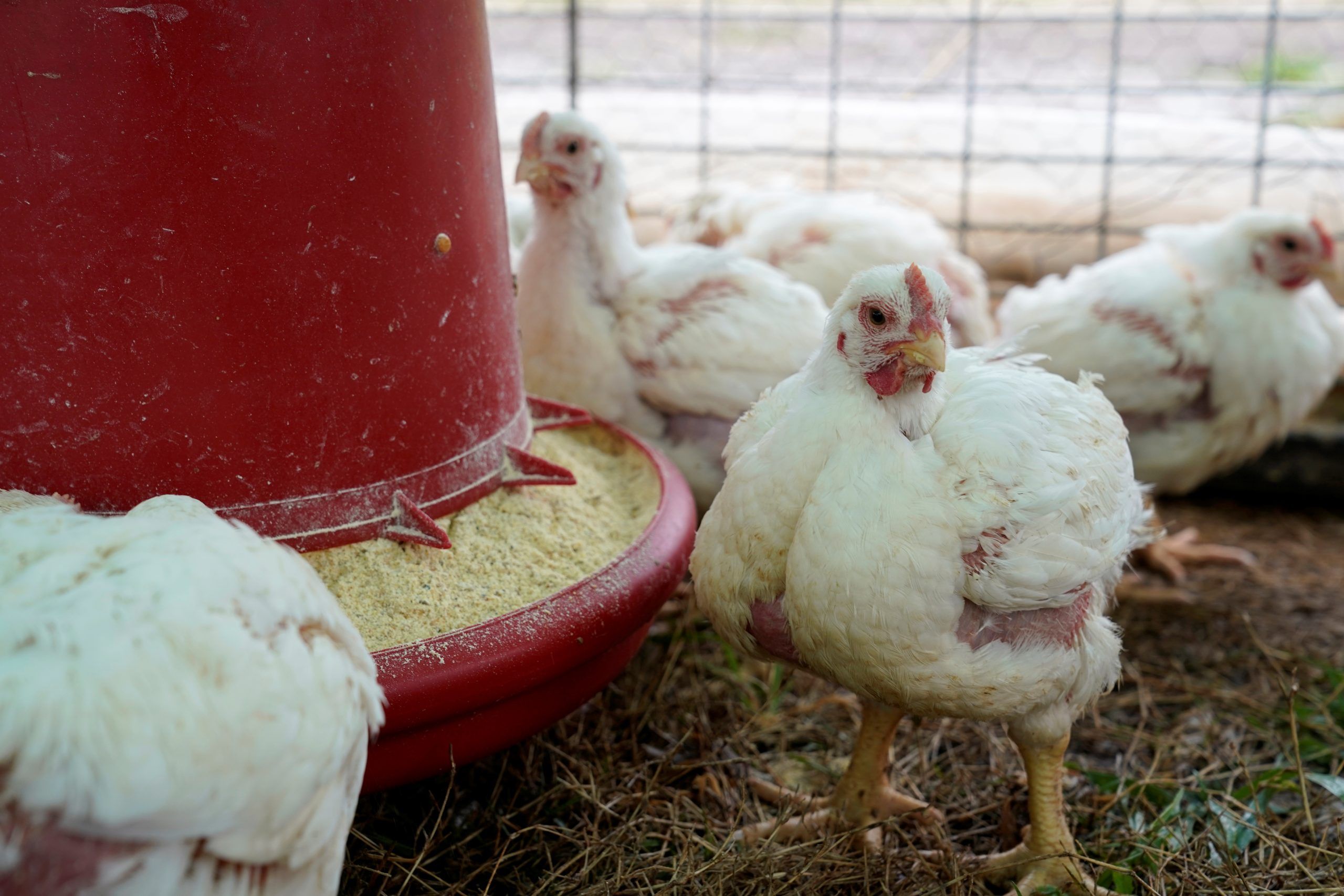 Chicken pricing negotiations fail | Ontario Farmer