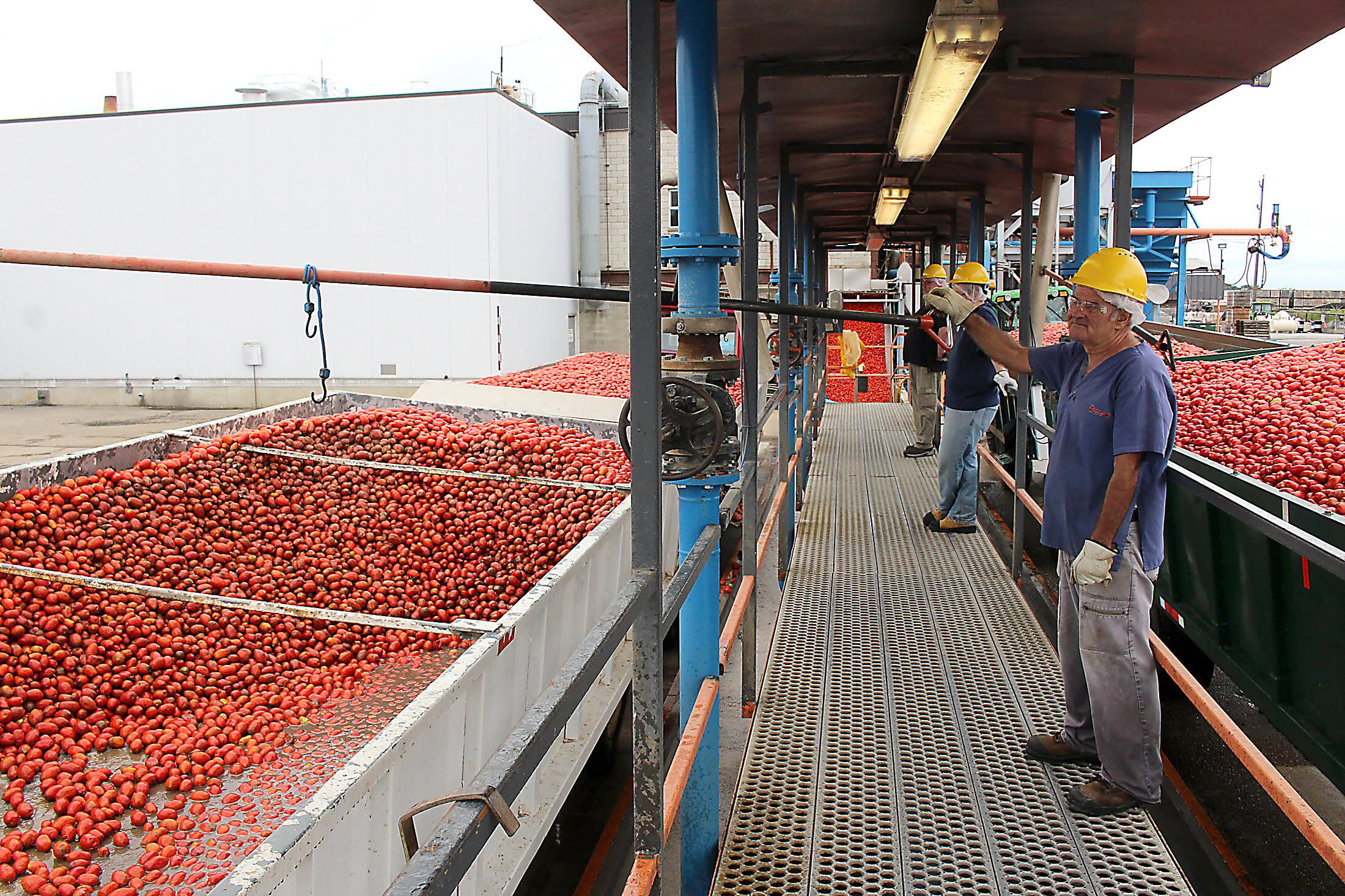 Dresden plant dodges COVID-19 and hits record tomato processing ...
