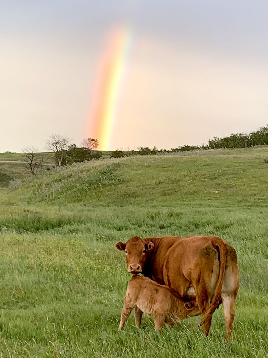 Saskatchewan farmer brings visibility to LGBTQ+ farmers | Ontario Farmer